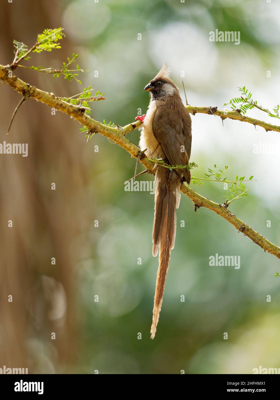 Largest species of mousebird hi-res stock photography and images - Alamy