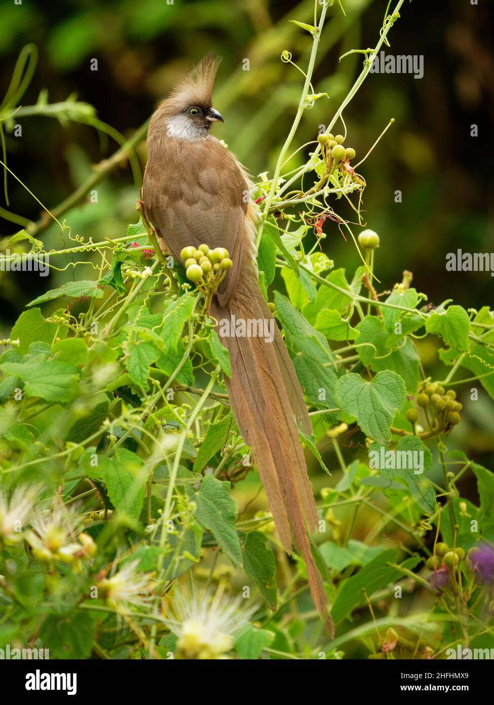 Largest species of mousebird hi-res stock photography and images - Alamy