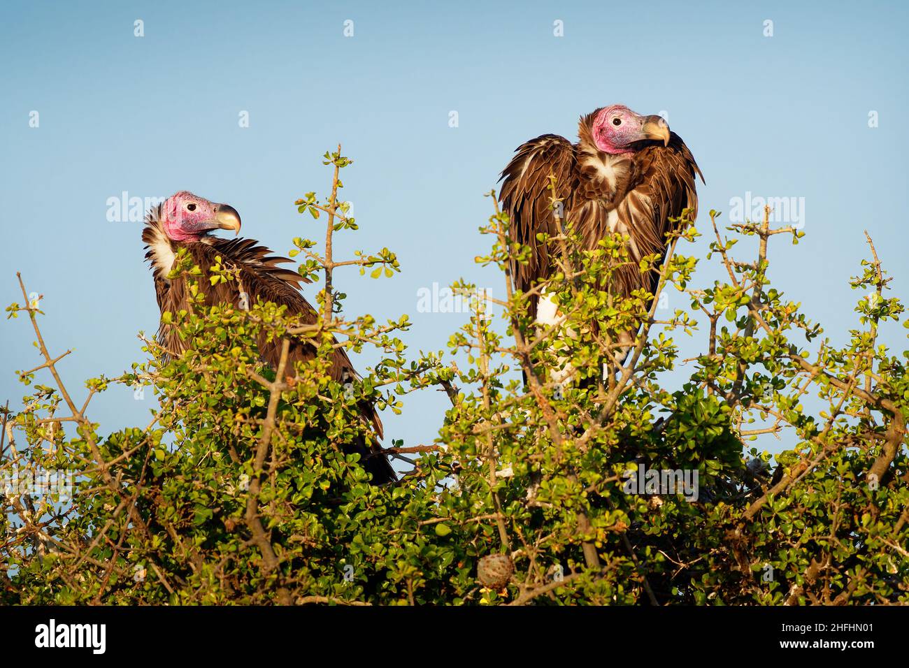 Lappet-faced Vulture or Nubian vulture - Torgos tracheliotos, Old World ...