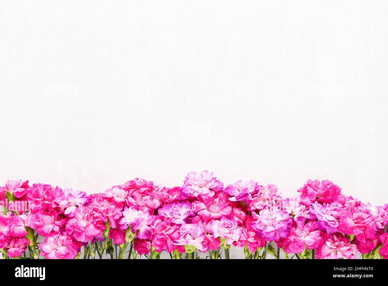 Pink carnation flowers border on a light background. Top view, copy ...