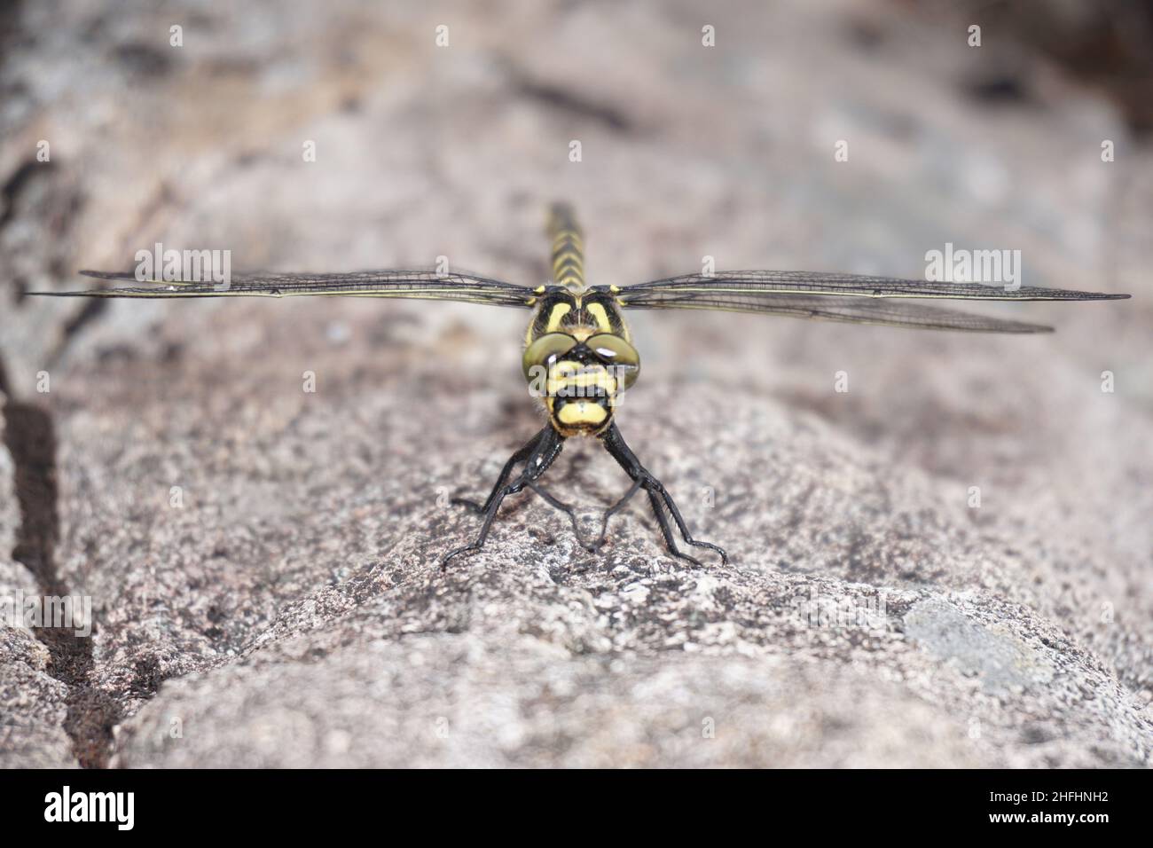 Golden Ringed Dragonfly Stock Photo - Alamy