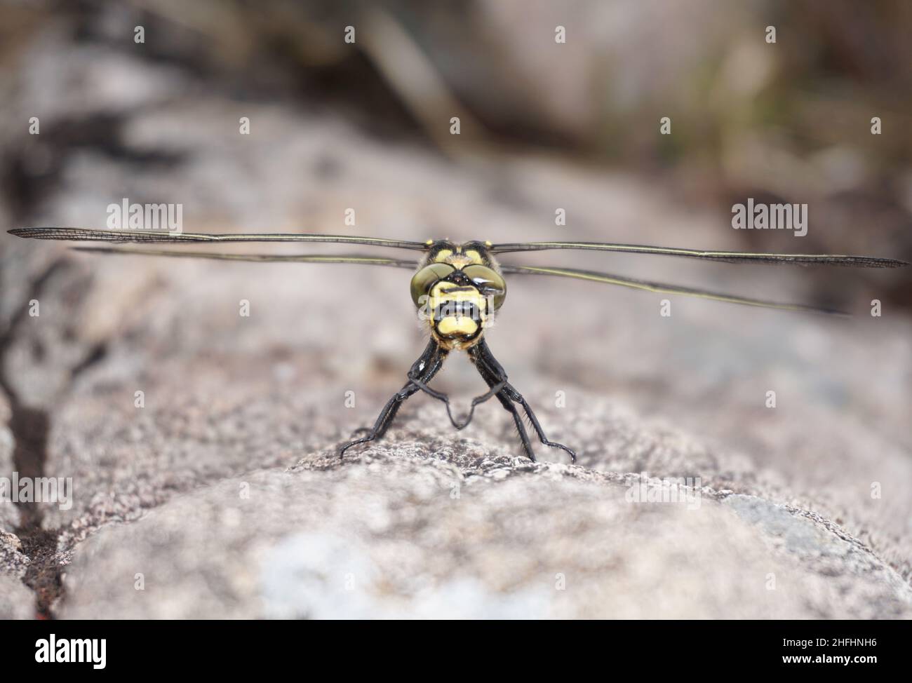 Golden ringed dragonfly close up hi-res stock photography and images ...