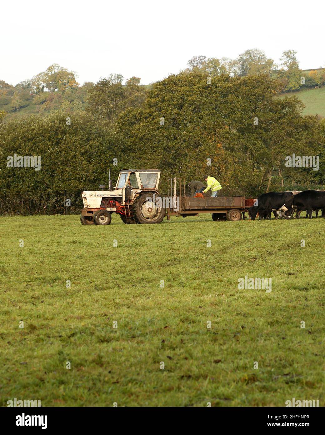 Tractor cows hi-res stock photography and images - Alamy