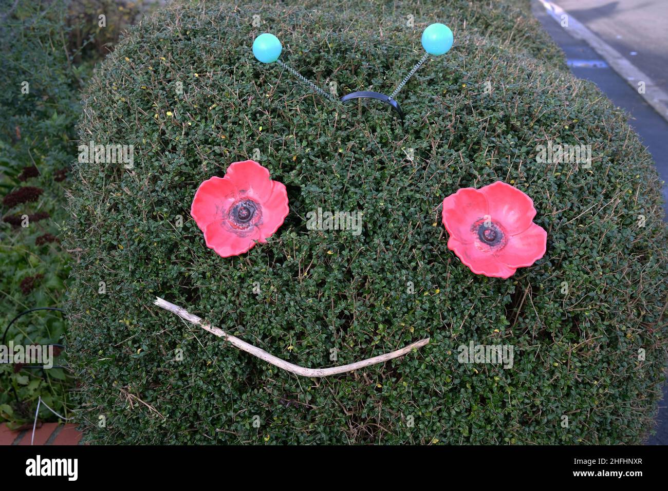 January 2022 - Happy face in a domestic garden hedge in Somerset ...