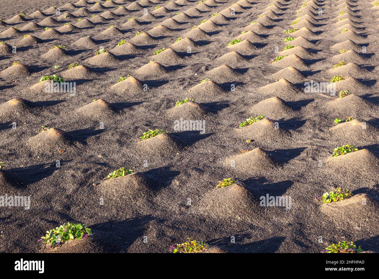 pattern of field with vegetables growing on volcanic earth Stock Photo ...
