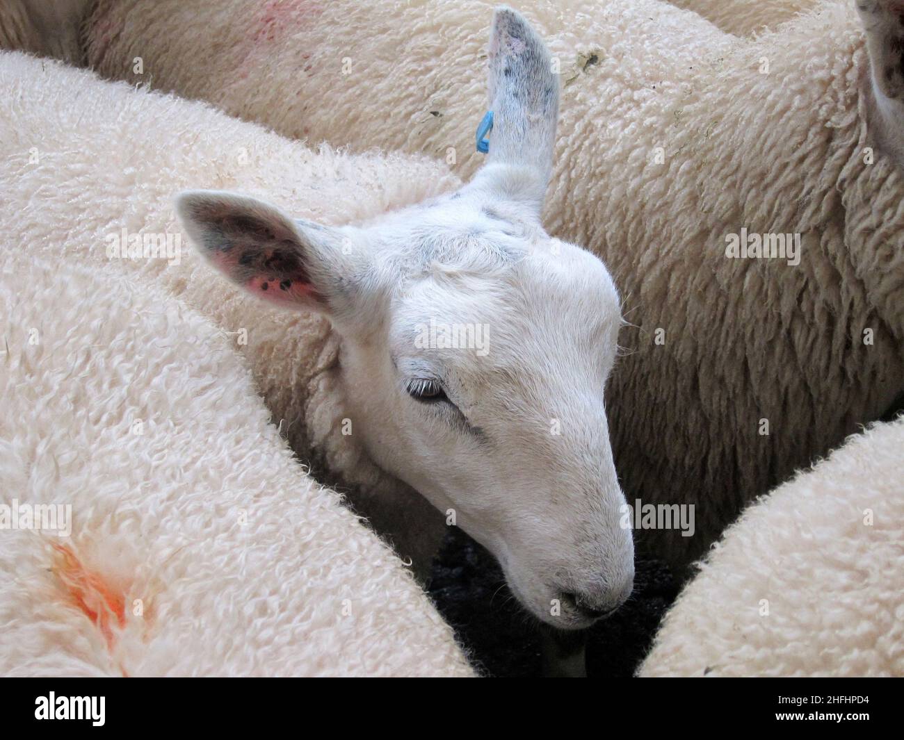 Sheep faces hi-res stock photography and images - Alamy