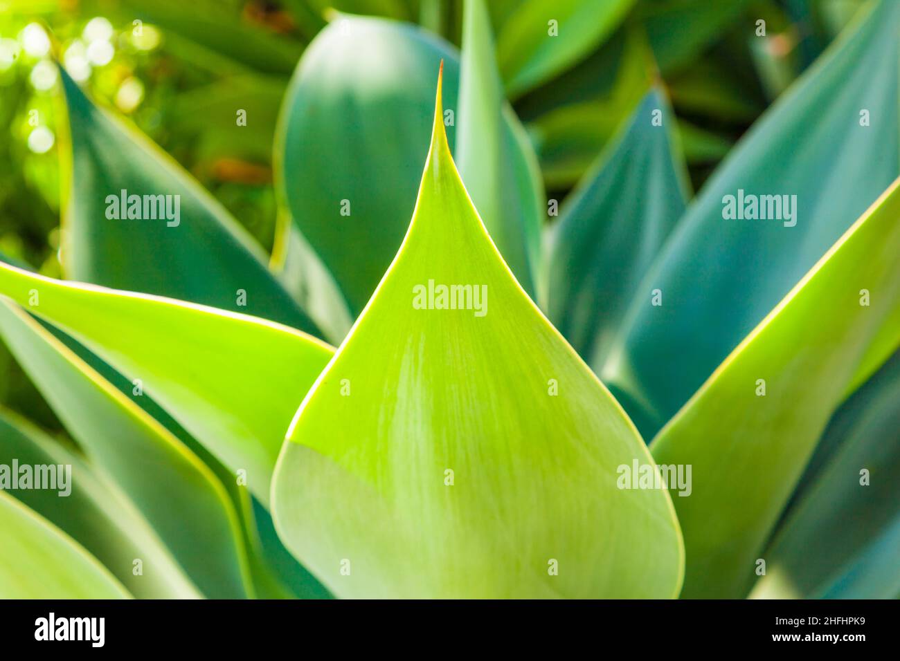 beautiful agave plant in sunlight gives a harmonic pattern Stock Photo ...