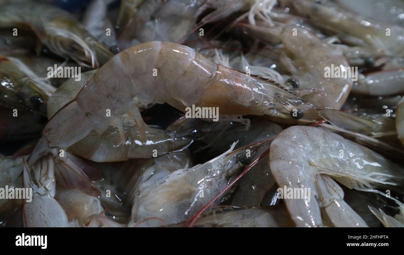 Freshwater prawns hi-res stock photography and images - Alamy