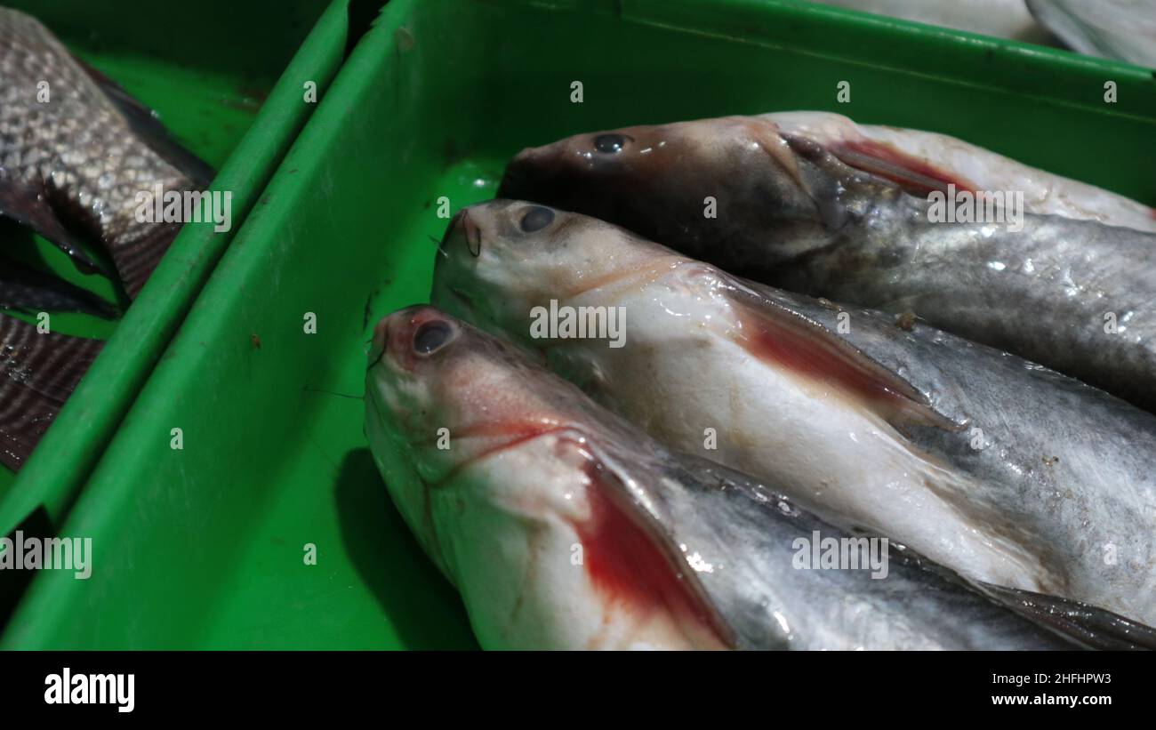 three catfish ready to buy Stock Photo - Alamy