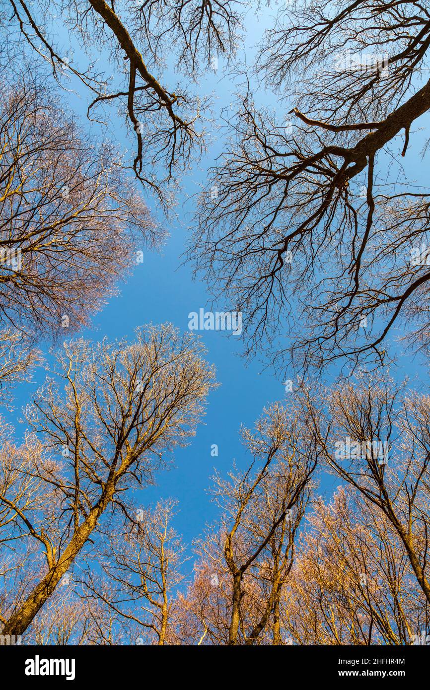 beautiful trees in the wild forest Stock Photo - Alamy