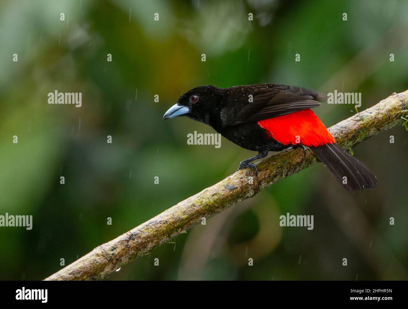 Passerini's Tanager (Ramphocelus passerini Stock Photo - Alamy