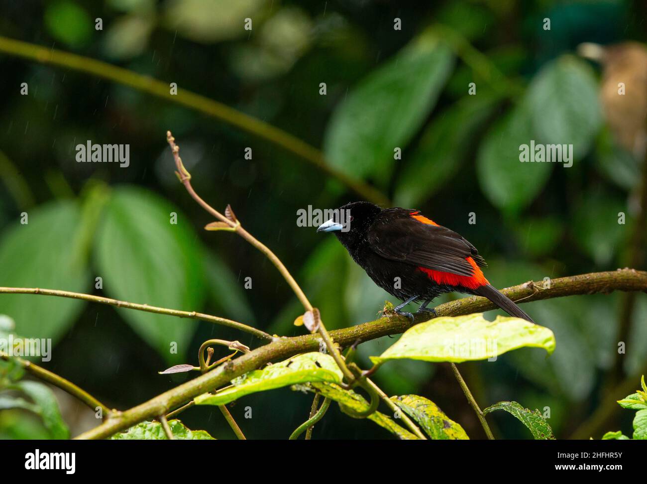 Passerini's Tanager (Ramphocelus passerini Stock Photo - Alamy