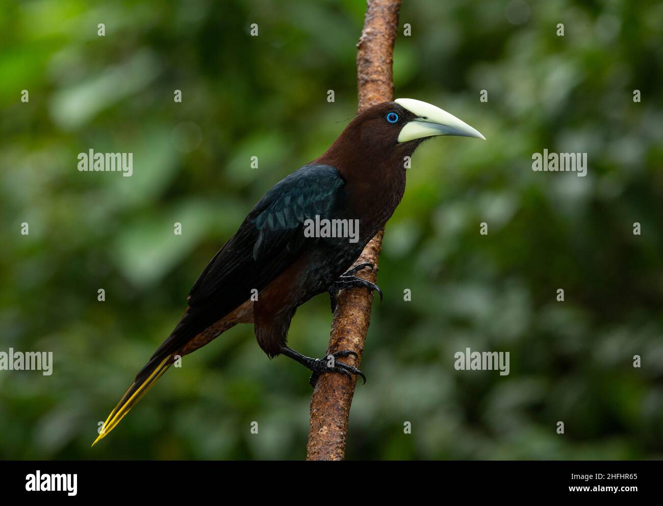 Chestnut headed oropendola hi-res stock photography and images - Alamy