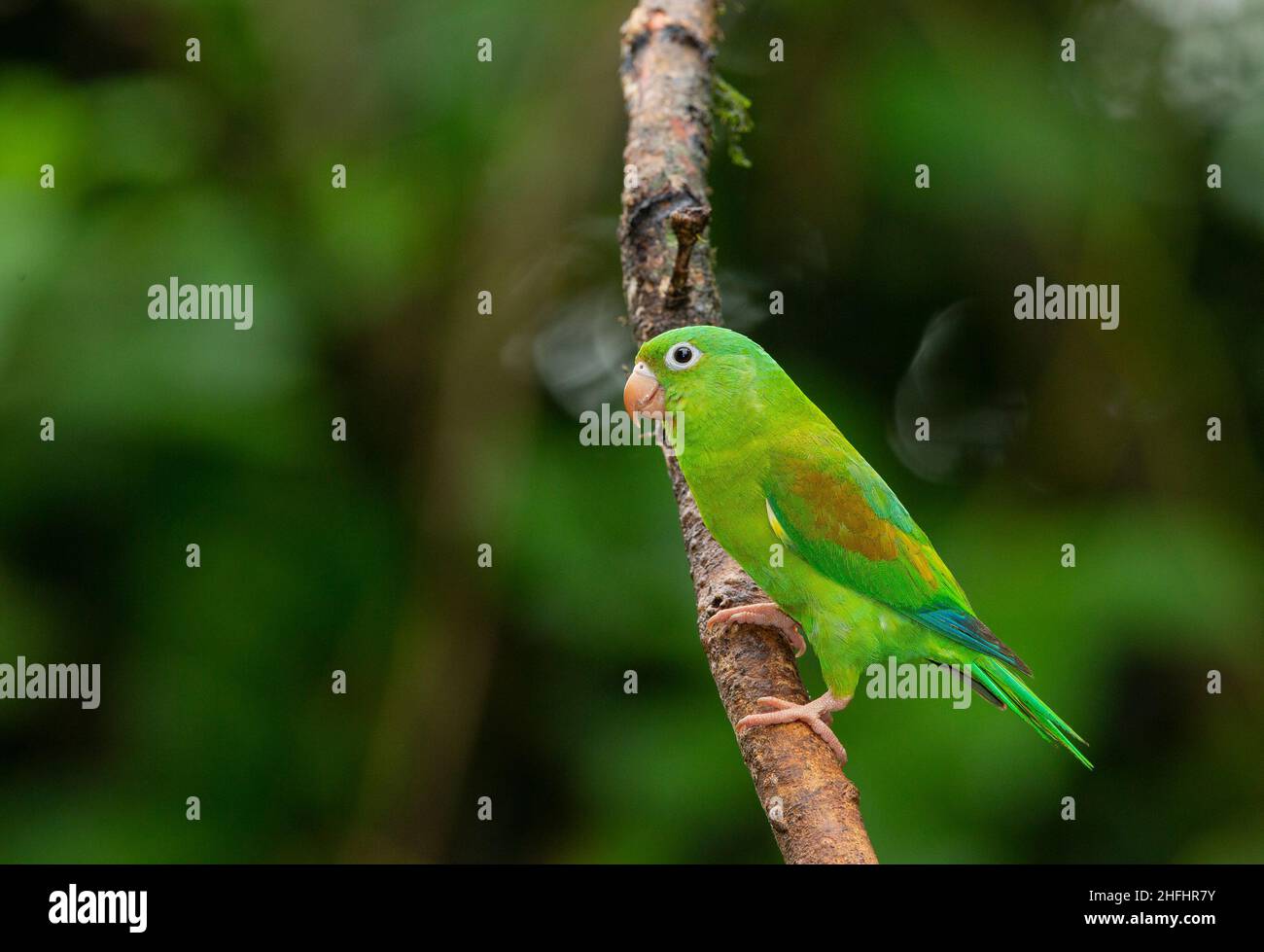 Brotogeris jugularis hi-res stock photography and images - Alamy