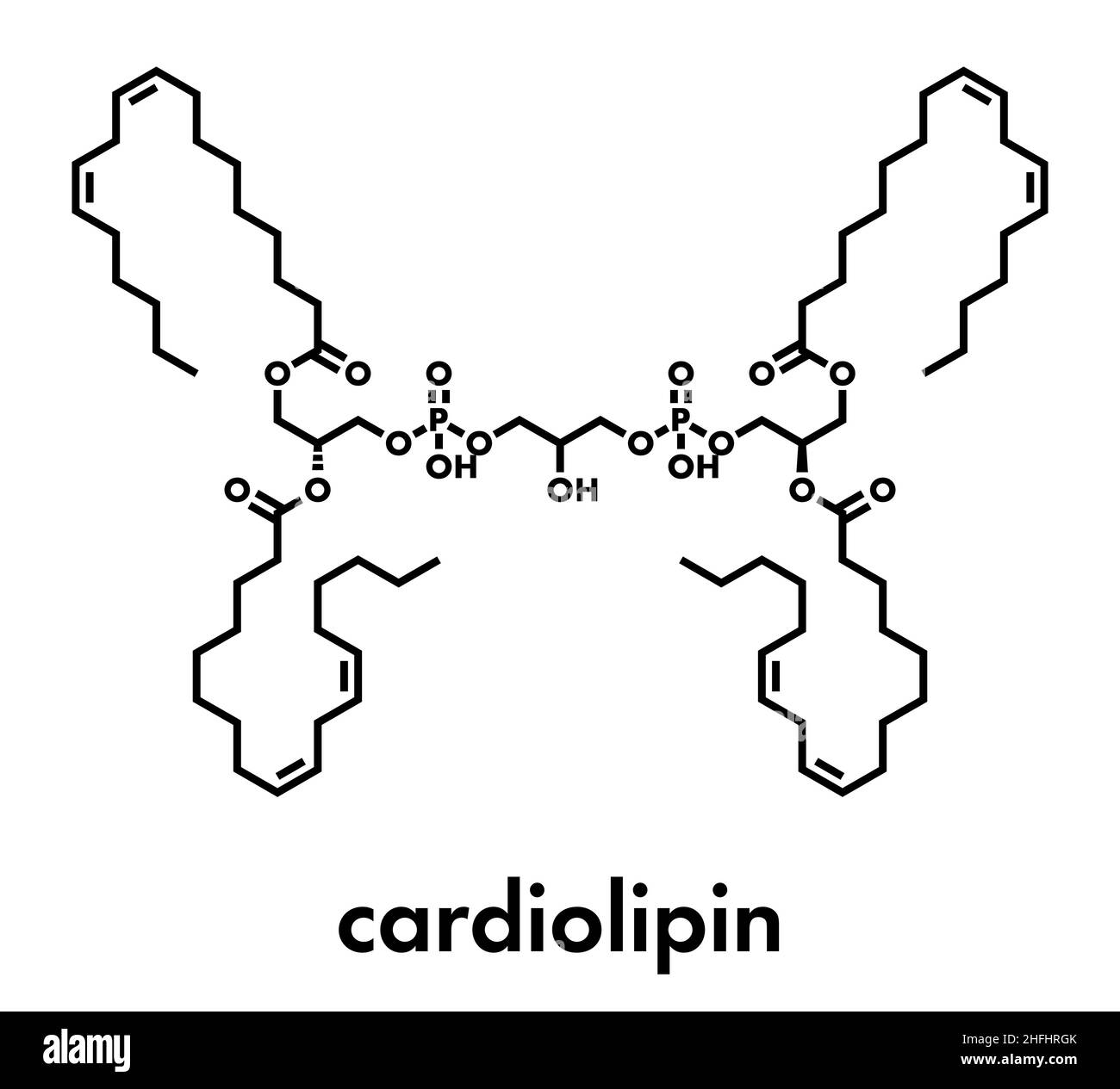 Cardiolipin (tetralinoleoyl cardiolipin) molecule. Important component ...