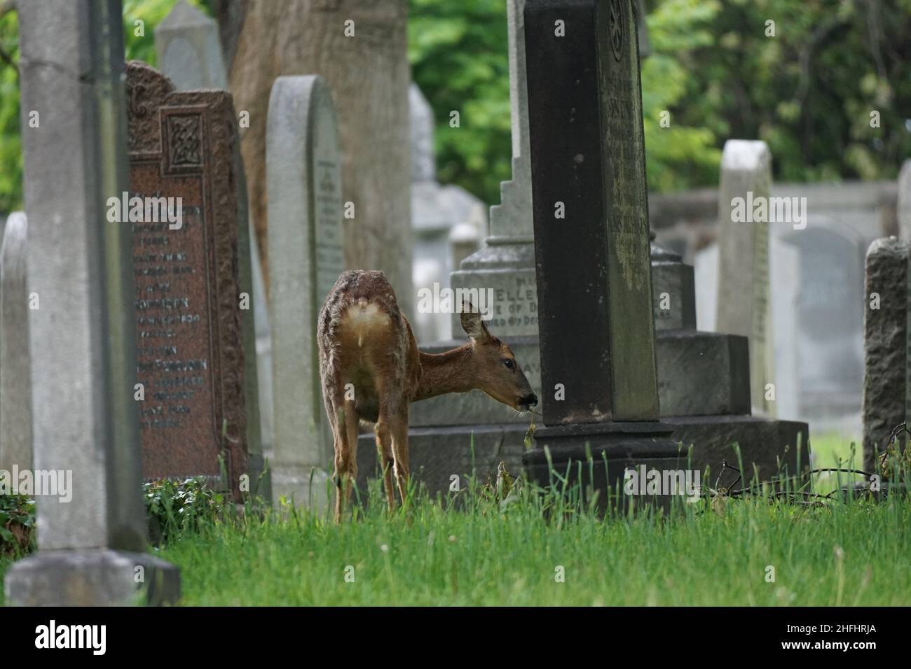 Deer in a city graveyard Stock Photo - Alamy