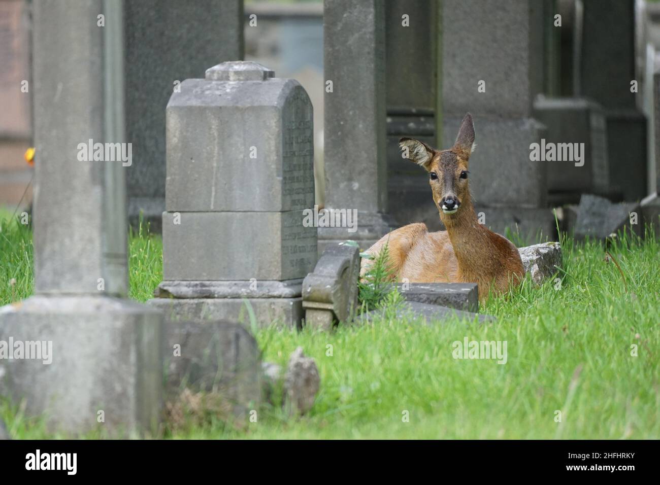 Deer in a city graveyard Stock Photo - Alamy