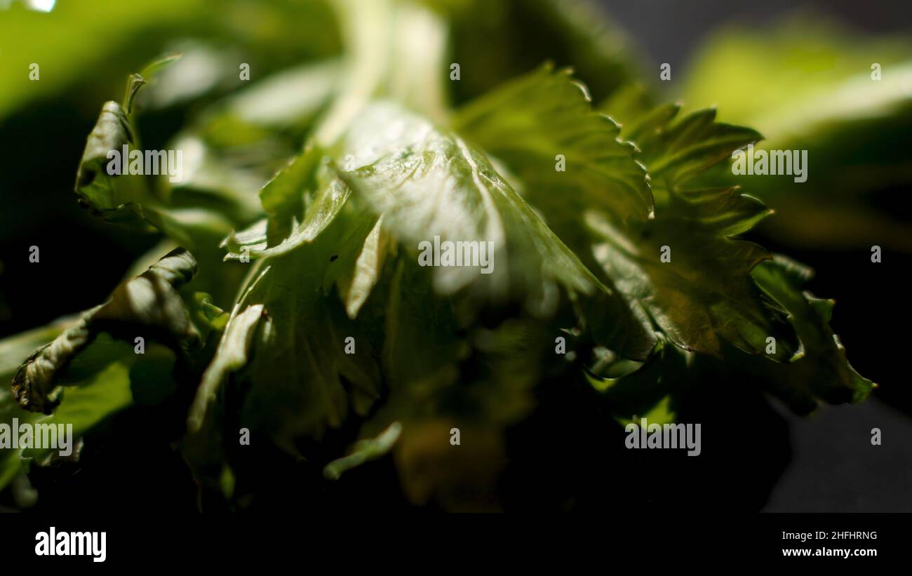 Close up of green parsley leaves begin to wither on black background ...