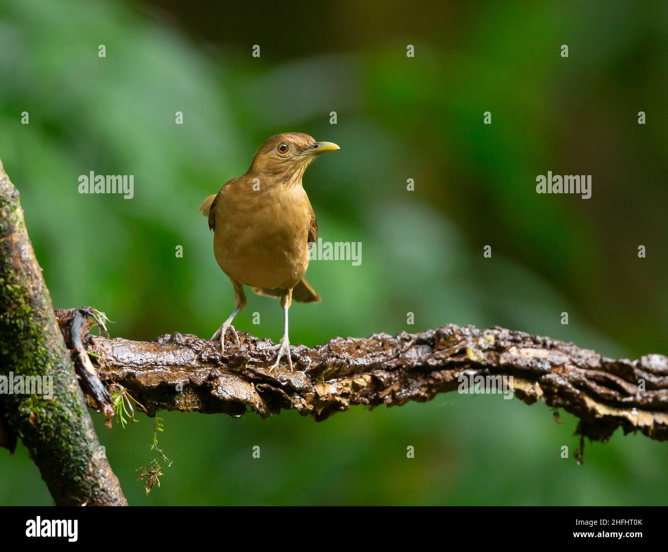 Clay-Colored Thrush (Turdus grayi) aka clay-colored robin. The national ...