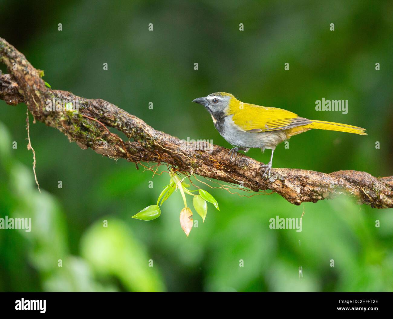 Buff throated saltator saltator maximus hi-res stock photography and ...