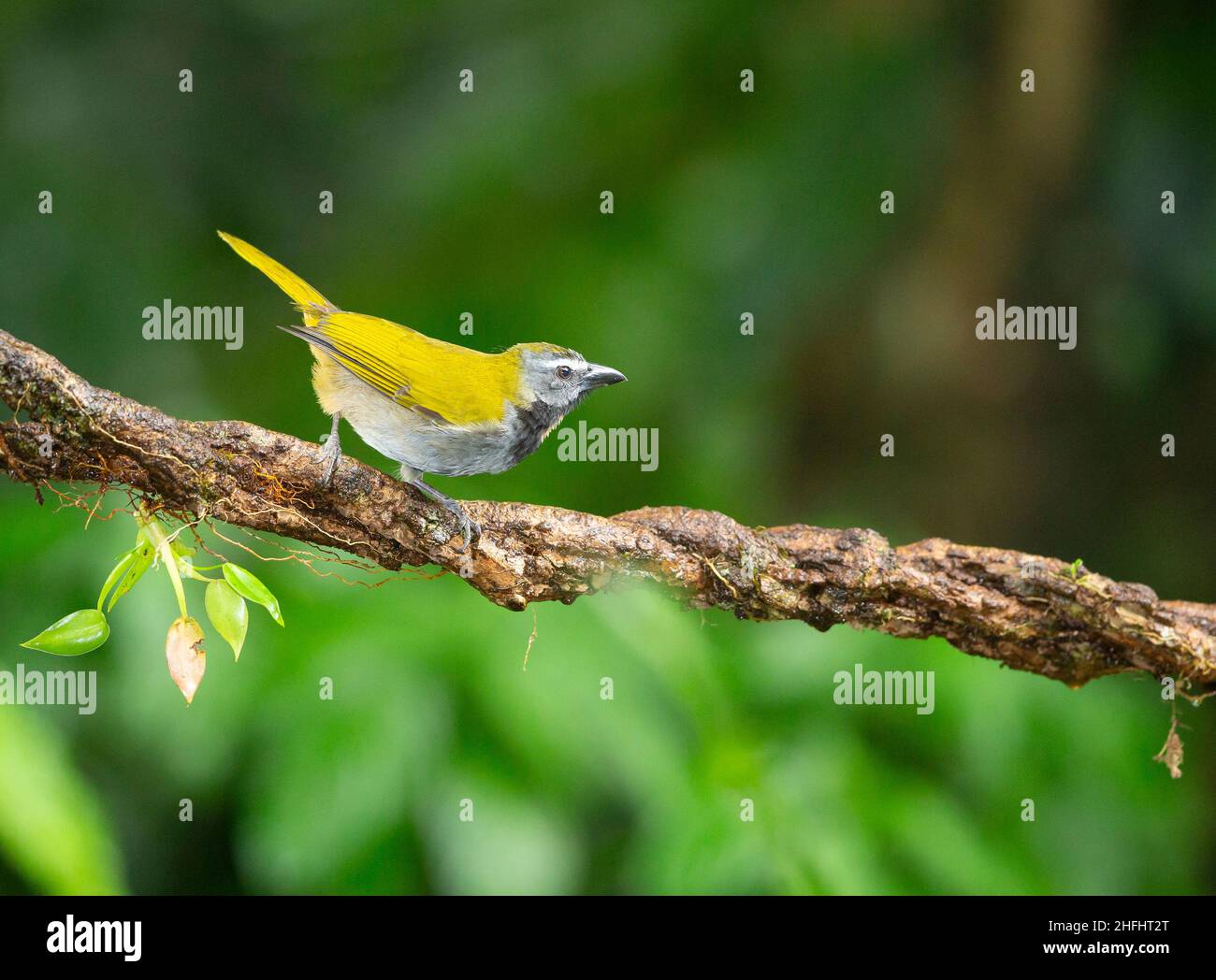Buff throated saltator saltator maximus hi-res stock photography and ...