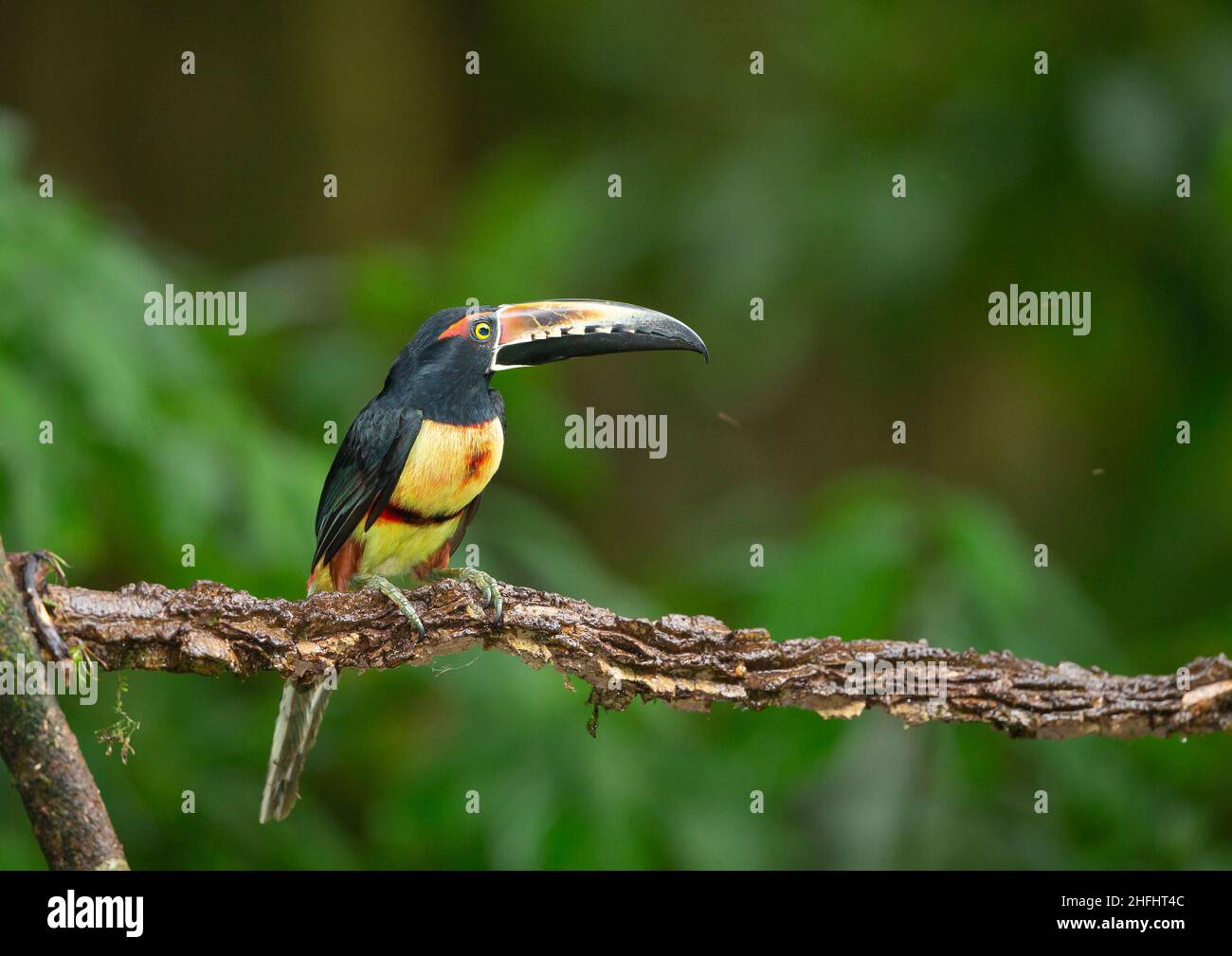Collared Aracari (Pteroglossus torquatus Stock Photo - Alamy