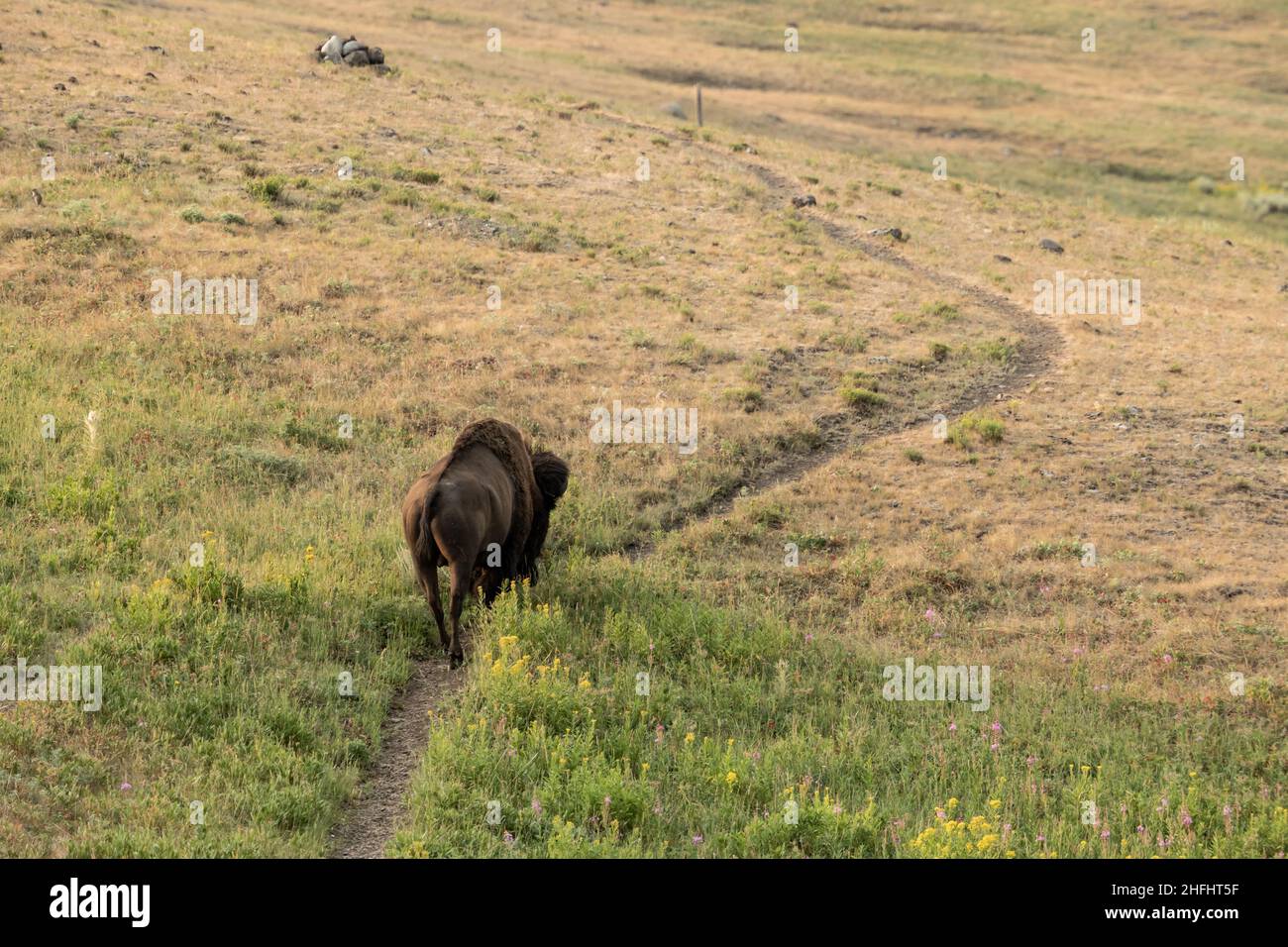 Male Bison Wanders Down Specimen Ridge Trail in Yellowstone National ...