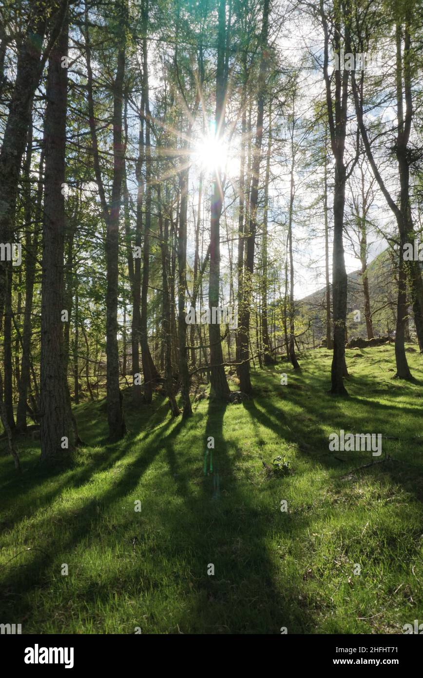 Sunlight woodlands hi-res stock photography and images - Alamy