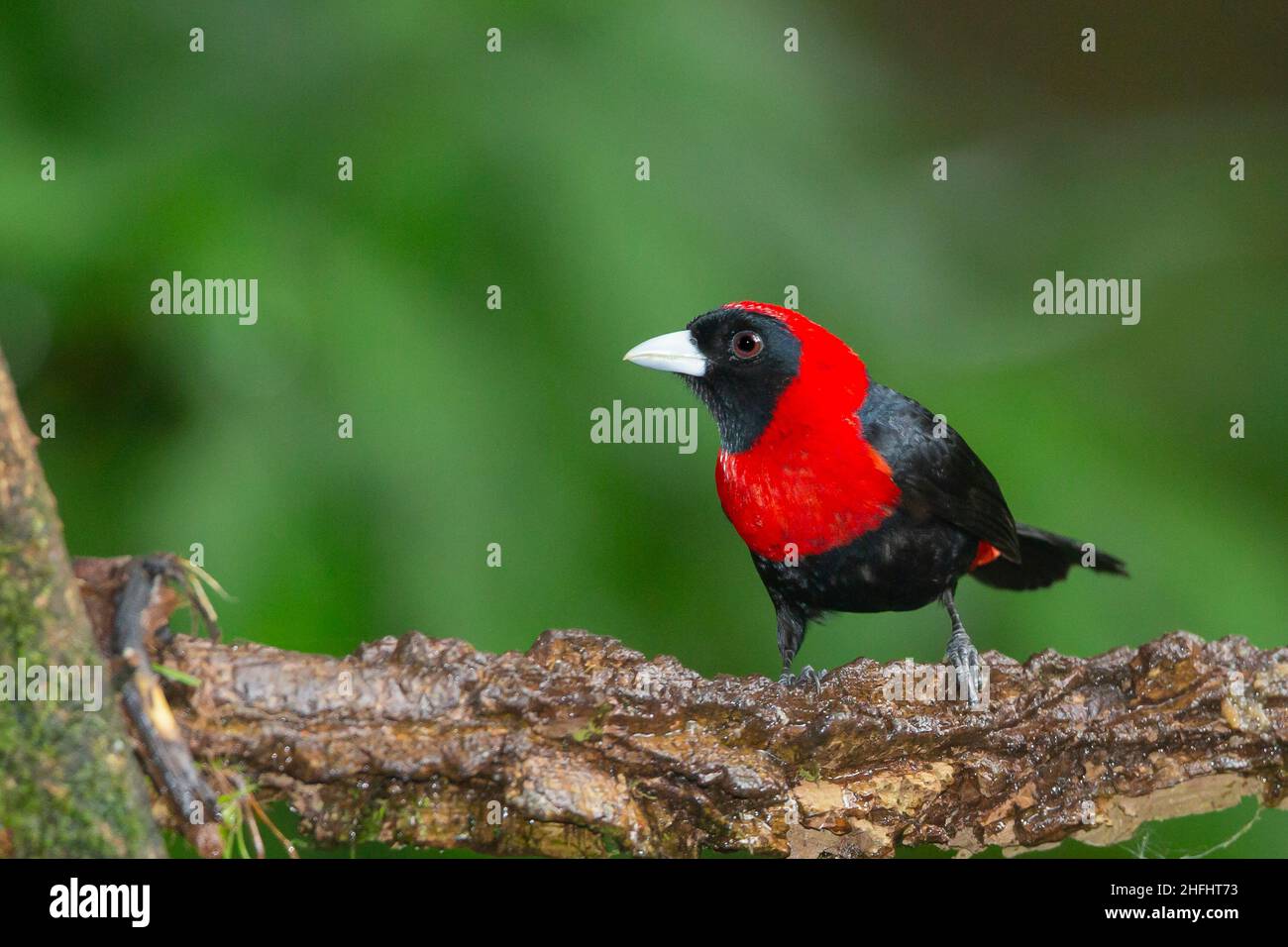 Crimson-Collared Tanager (Ramphocelus sanguinolentus Stock Photo - Alamy
