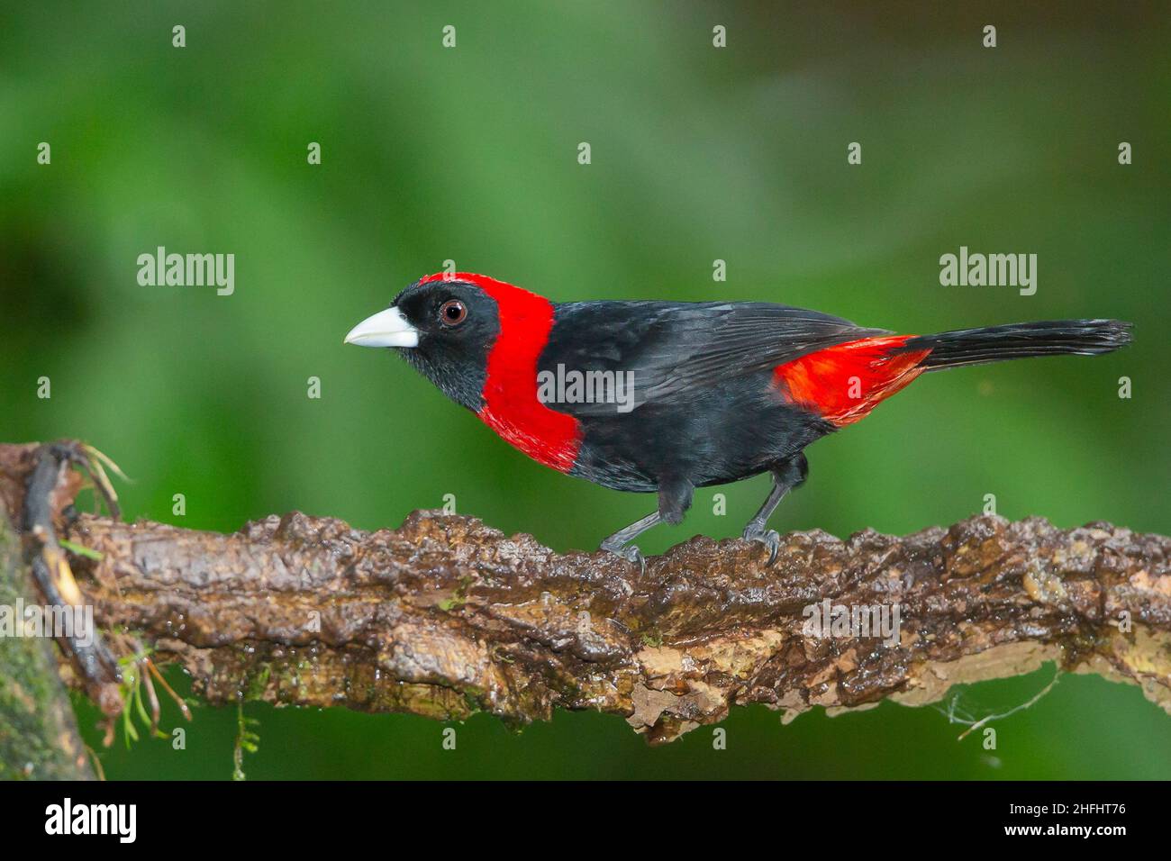Collared tanager hi-res stock photography and images - Alamy
