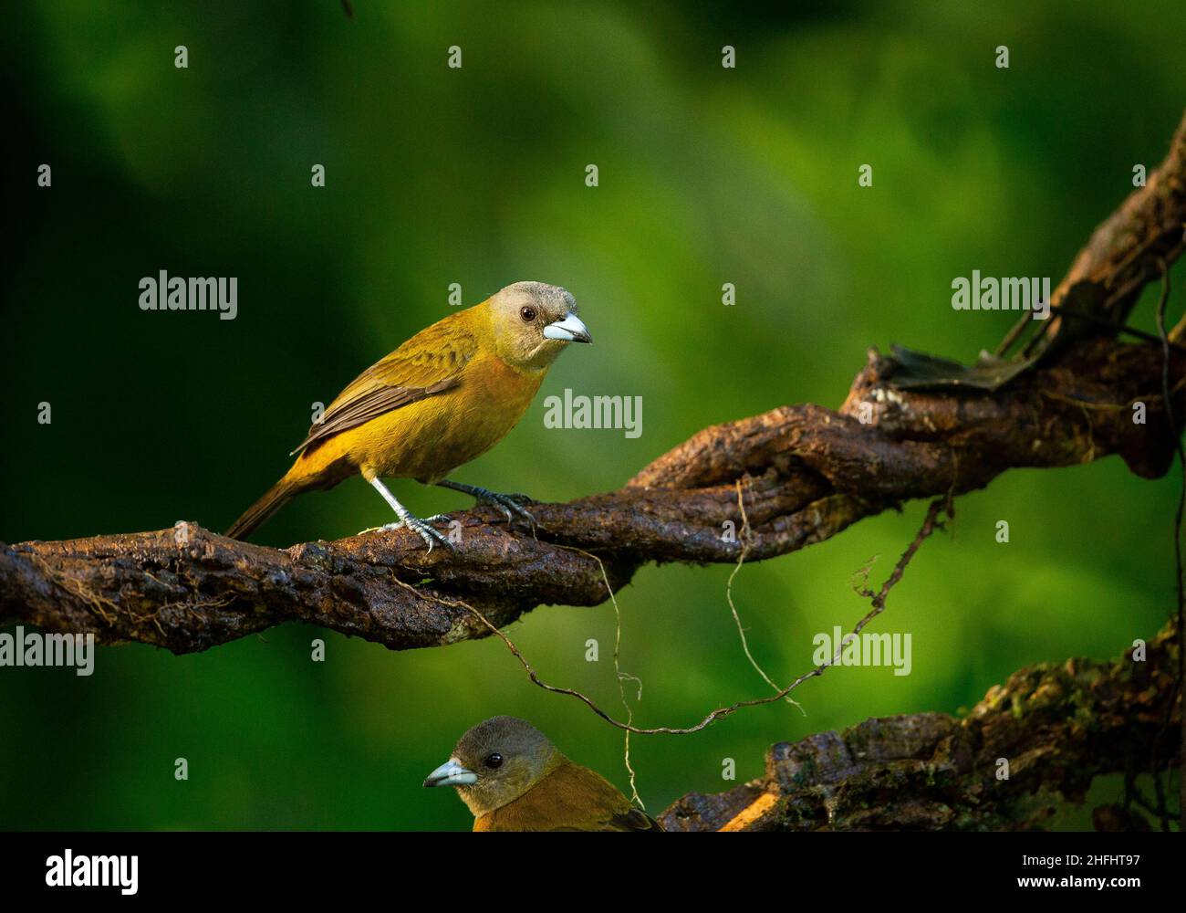Passerini's Tanager (Ramphocelus passerini), female Stock Photo - Alamy