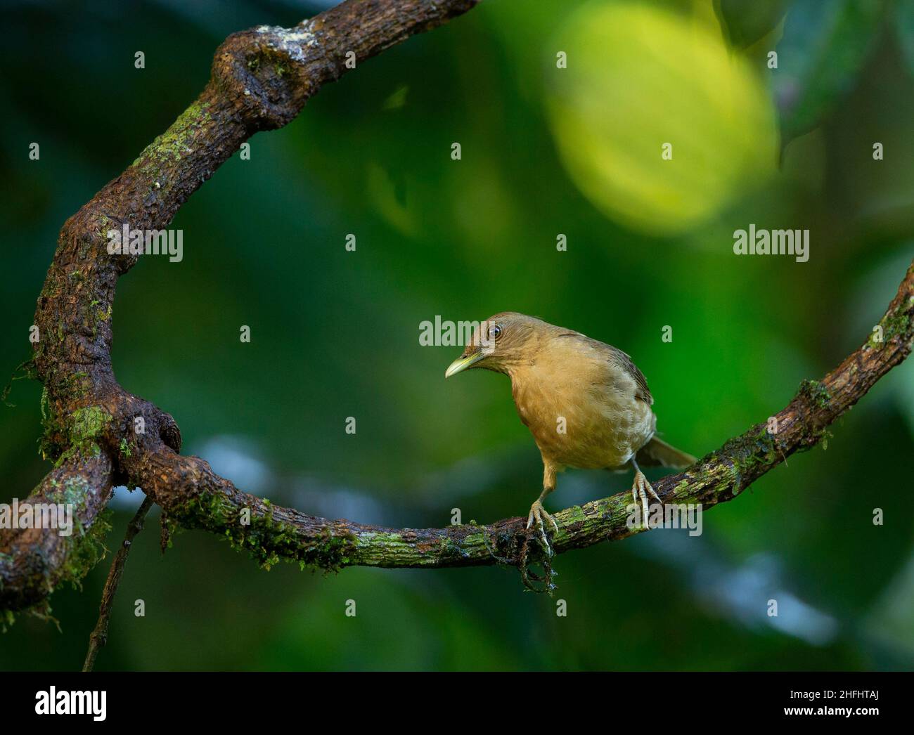 Clay-Colored Thrush (Turdus grayi) aka clay-colored robin. The national ...
