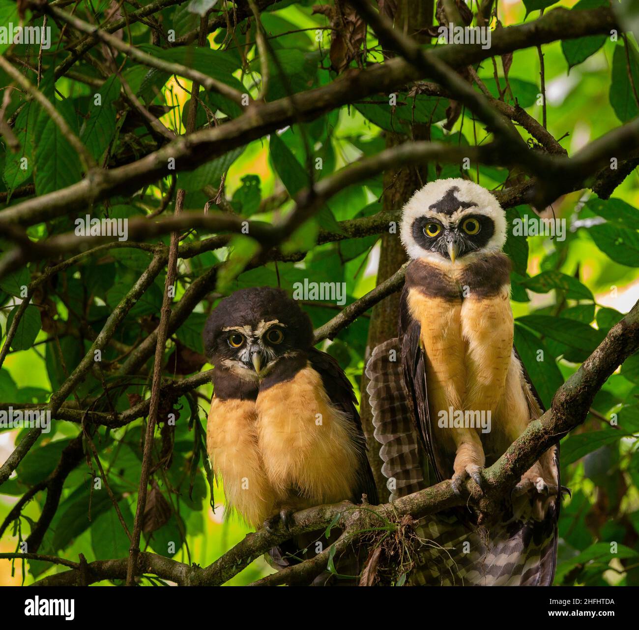 Spectacled owl hi-res stock photography and images - Alamy