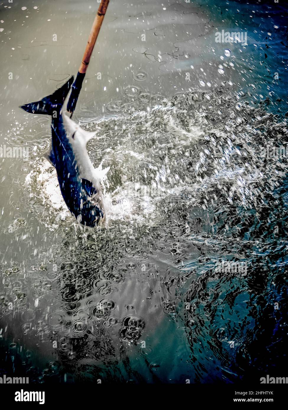 Gaffed fish hi-res stock photography and images - Alamy