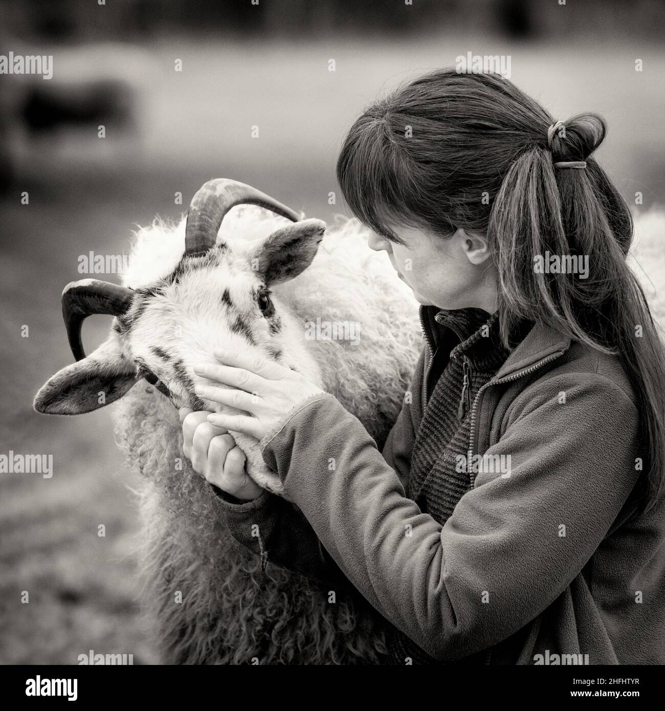 Croft scotland sheep hi-res stock photography and images - Alamy