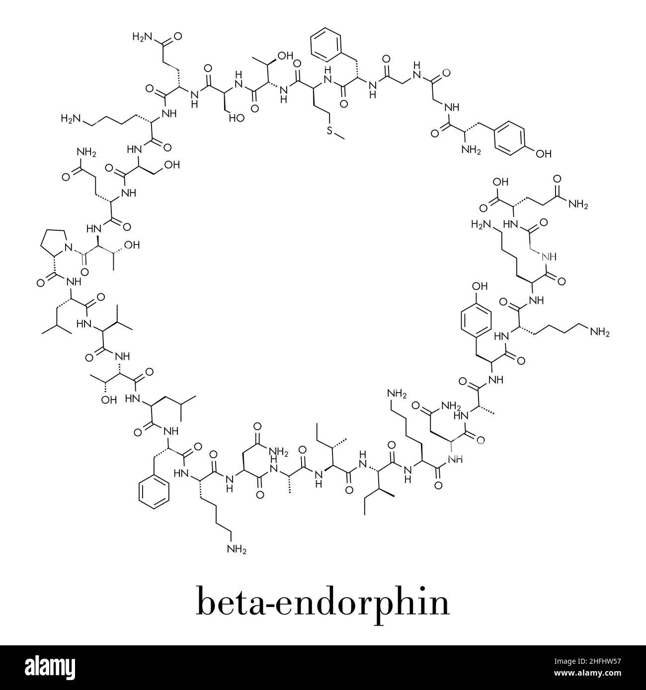 Beta-endorphin endogenous opioid peptide molecule. Skeletal formula ...