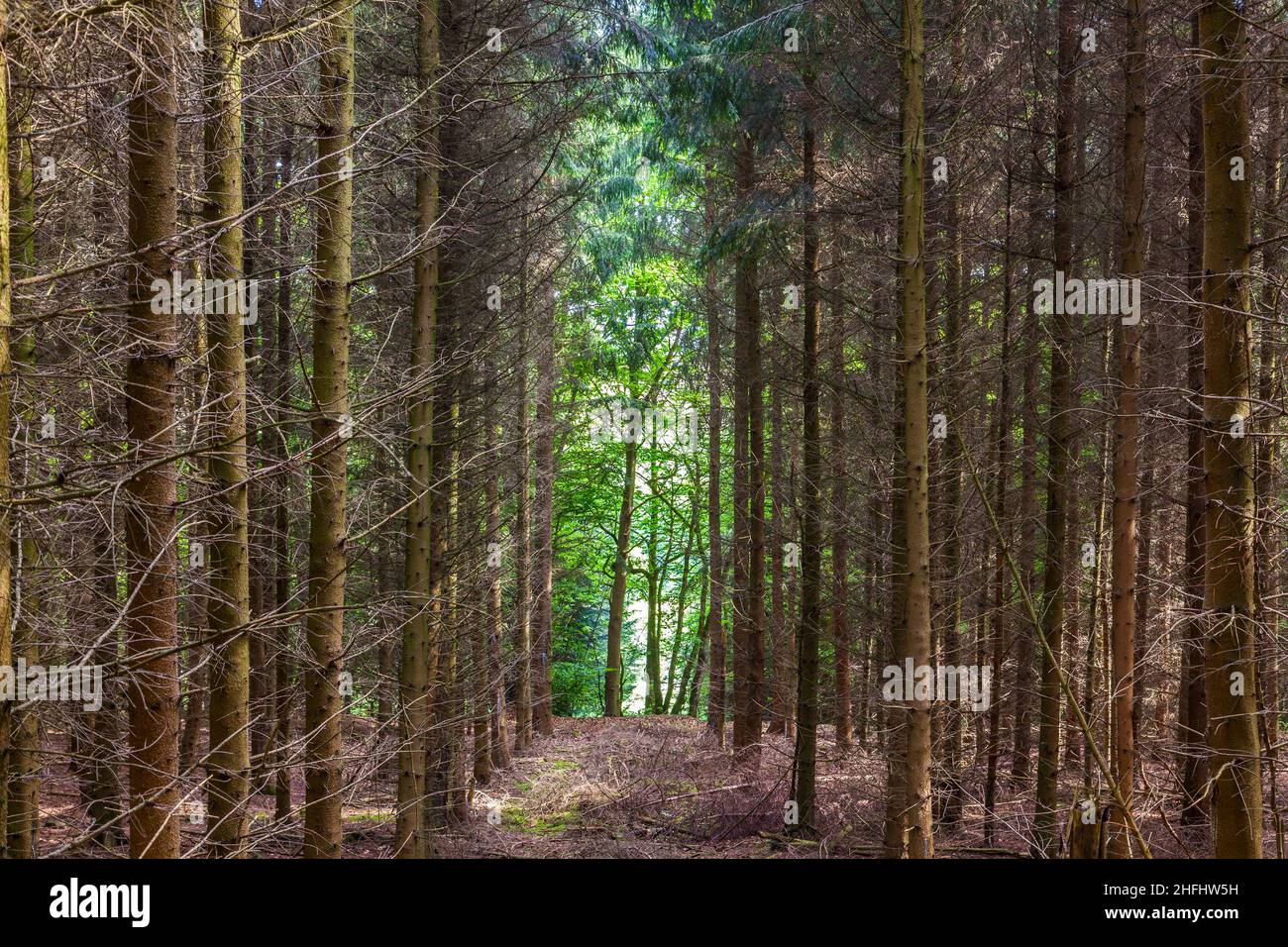 pattern of trees in the green forest in springtime Stock Photo - Alamy
