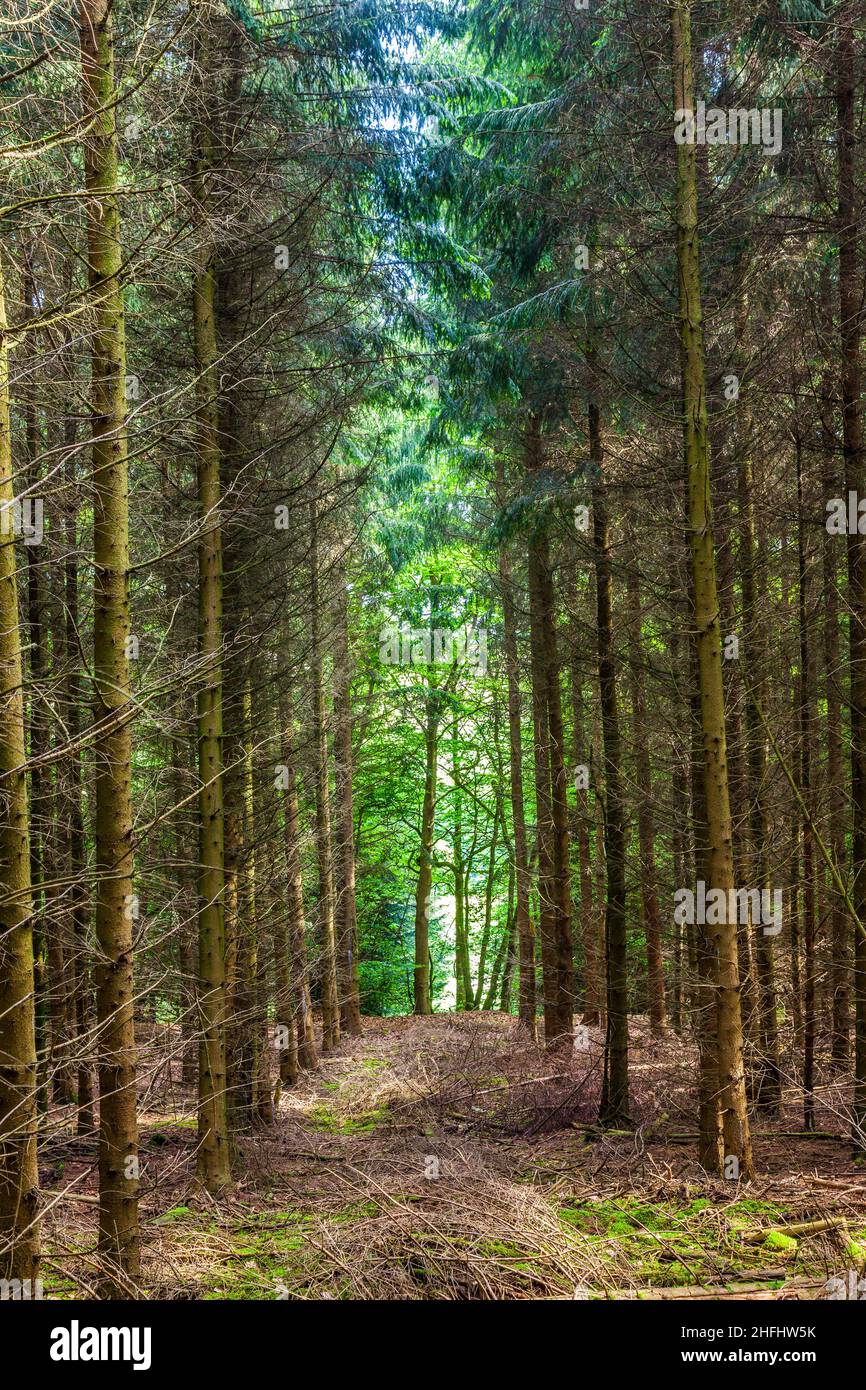 pattern of trees in the green forest in springtime Stock Photo - Alamy