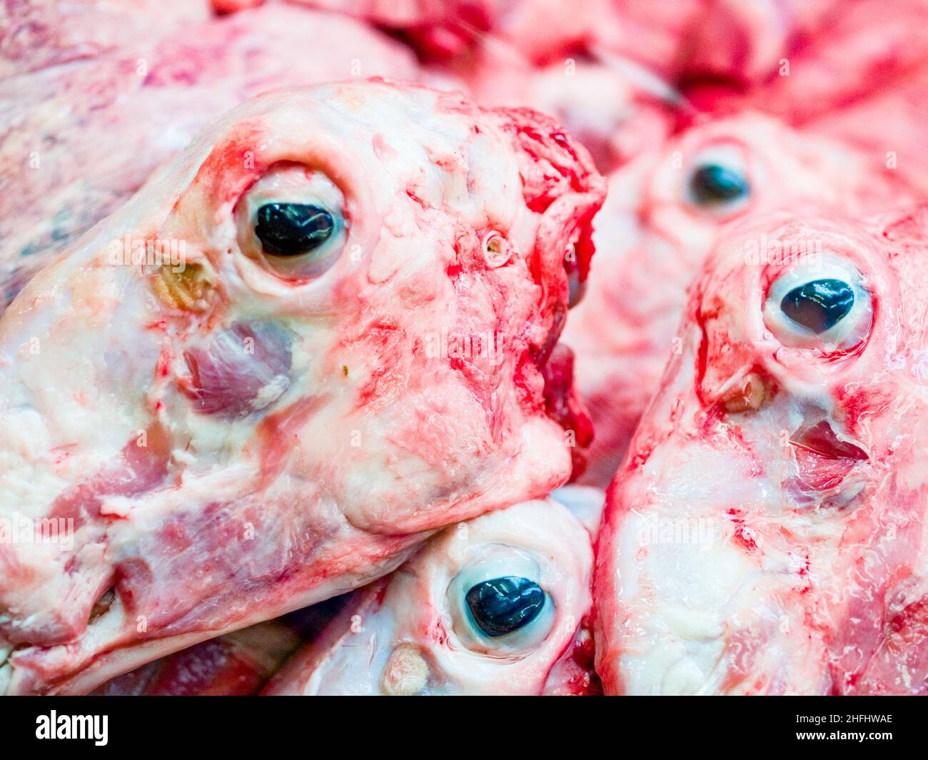 Capuzzelle - Lamb's Head in butcher shop, Mercado, Barcelona, Spain ...
