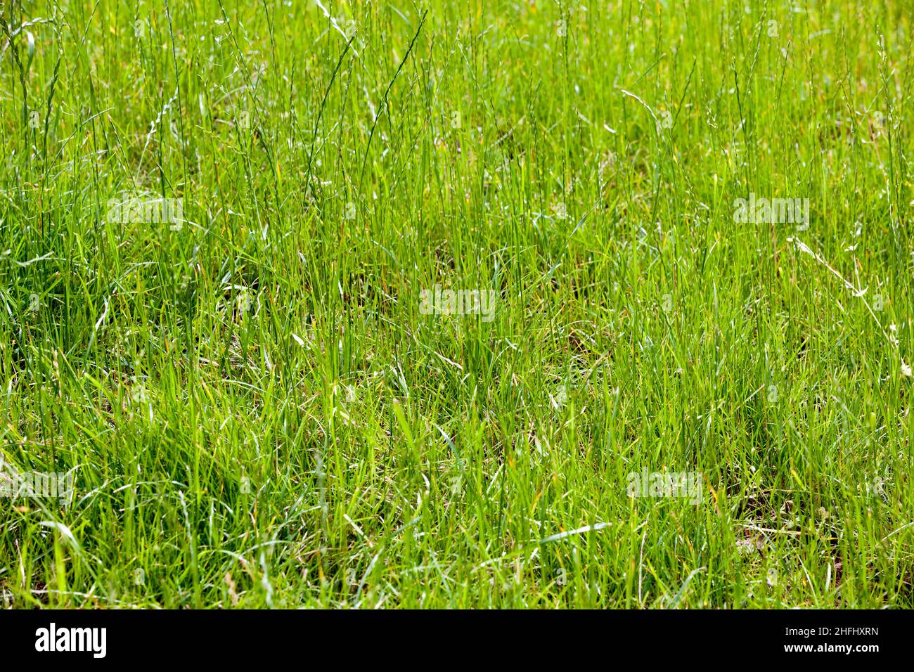 fresh green grass background with bright sun light Stock Photo - Alamy