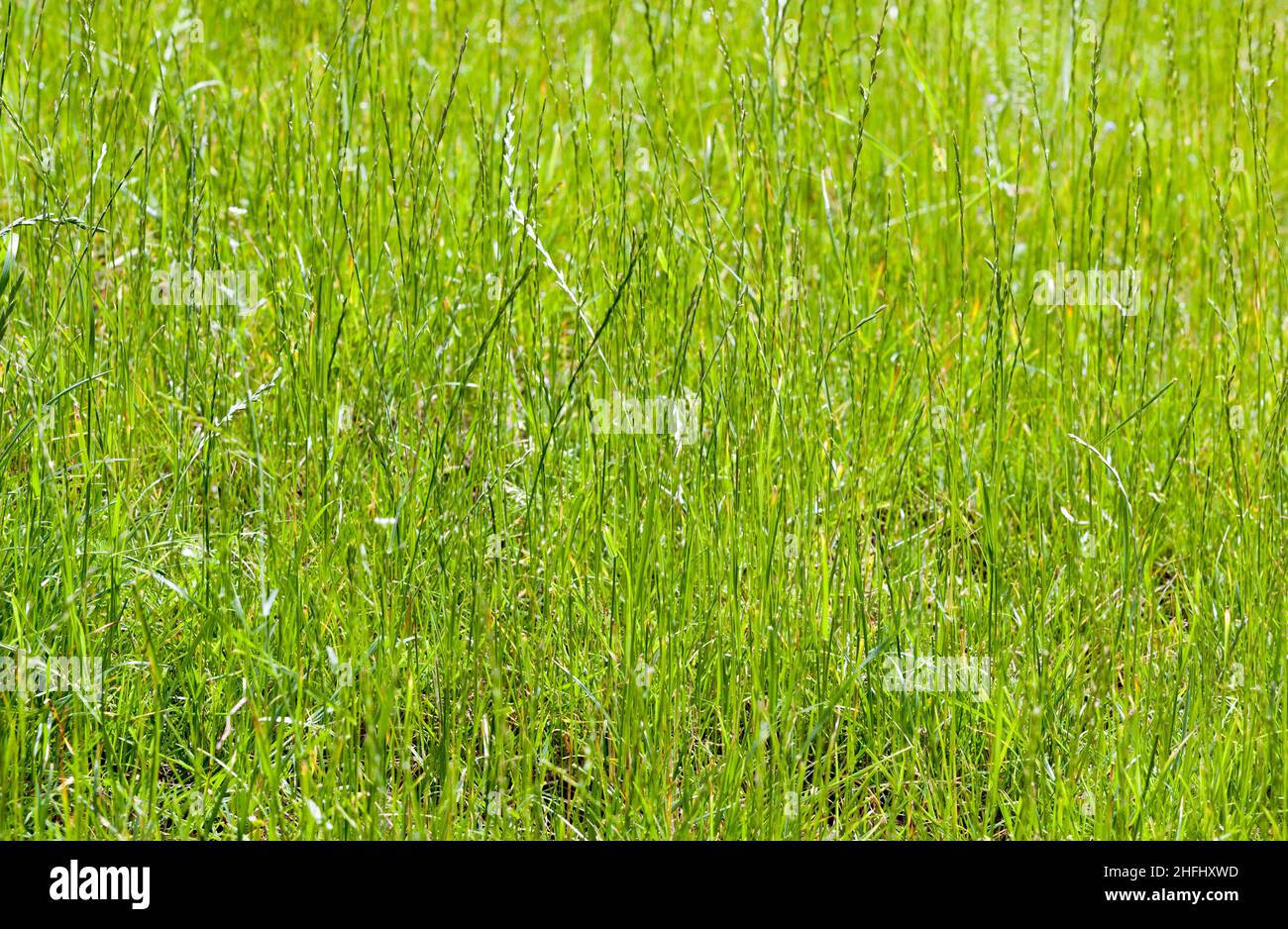 fresh green grass background with bright sun light Stock Photo - Alamy