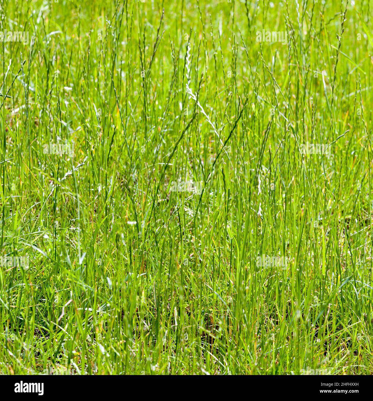 fresh green grass background with bright sun light Stock Photo - Alamy