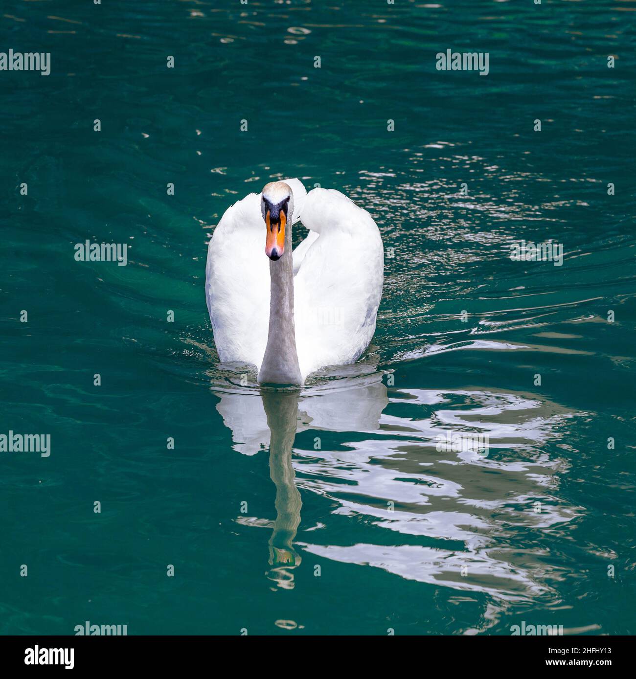 Young swan close up swims hi-res stock photography and images - Alamy