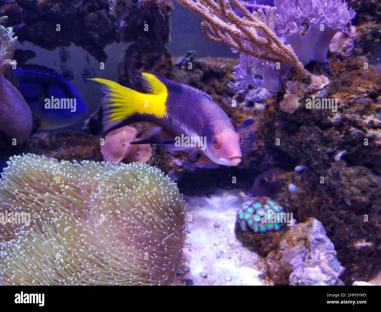 A beautiful saltwater aquarium with a Royal Gramma Basslet and ...