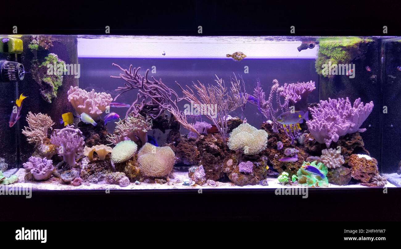 A beautiful saltwater aquarium with many colorful fish and variety of ...