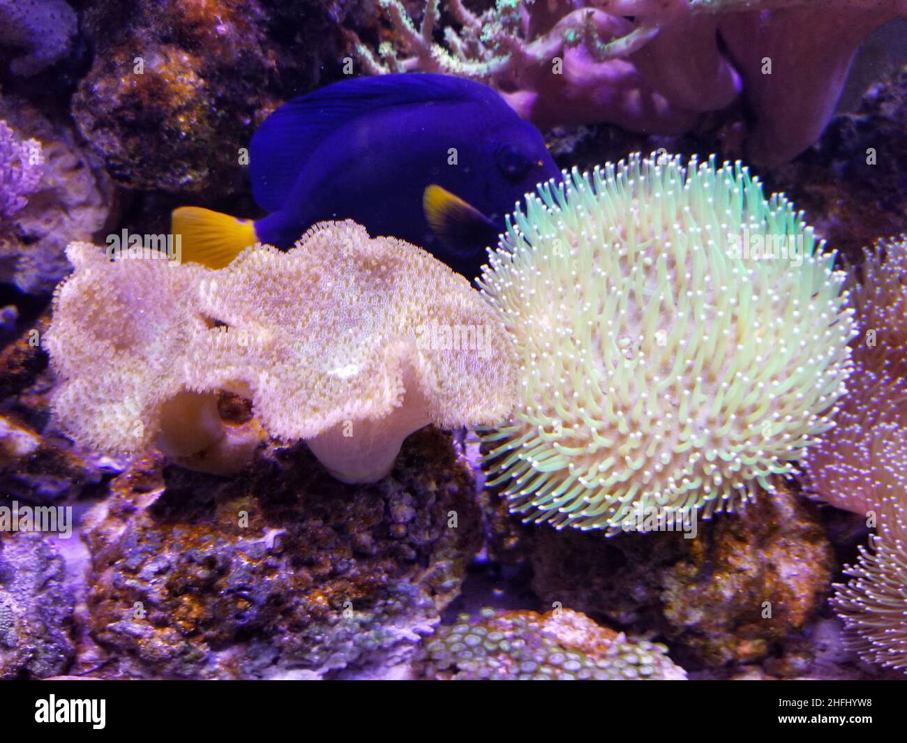 A beautiful saltwater fish tank with Devil's hand coral and toadstool ...