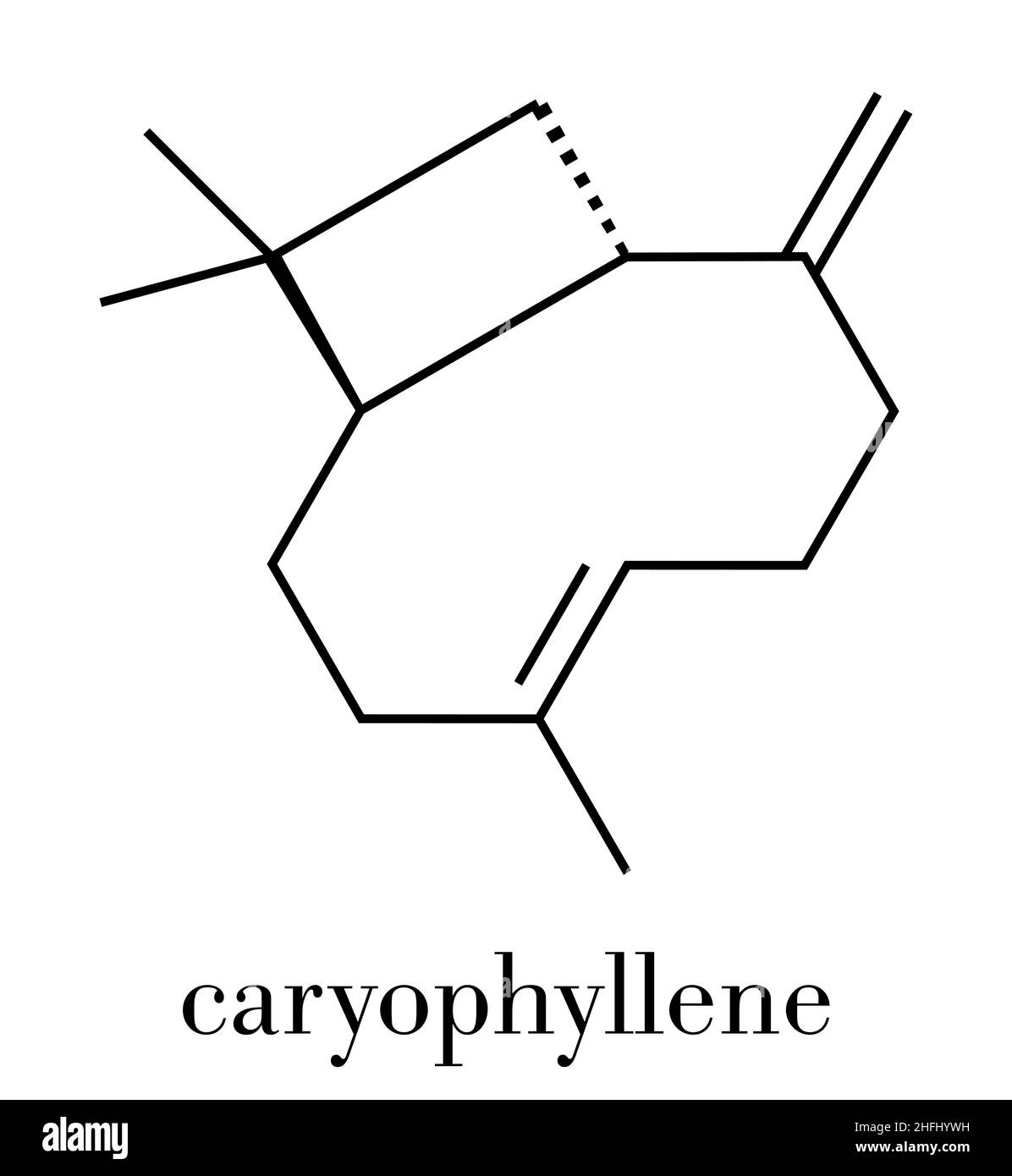 Syzygium Stock Vector Images - Alamy