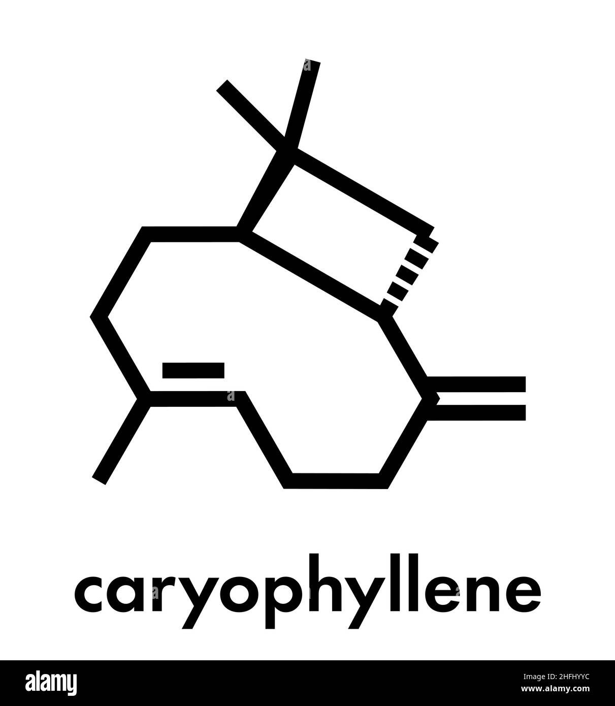 Syzygium Stock Vector Images - Alamy