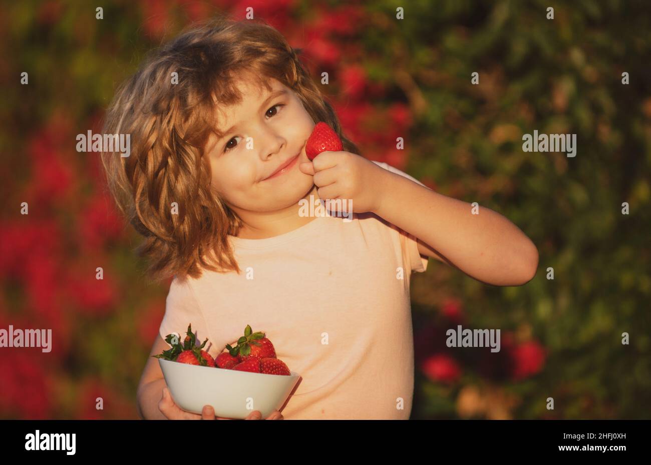 Kid picking and eating strawberry. Happy little boy eats strawberries ...