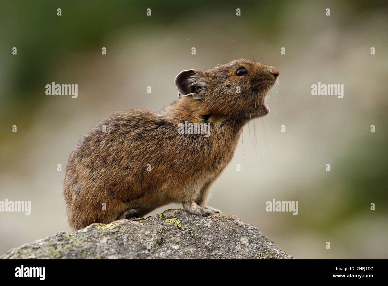 An American Pika (Ochotona princeps) calling or screaming with its ...